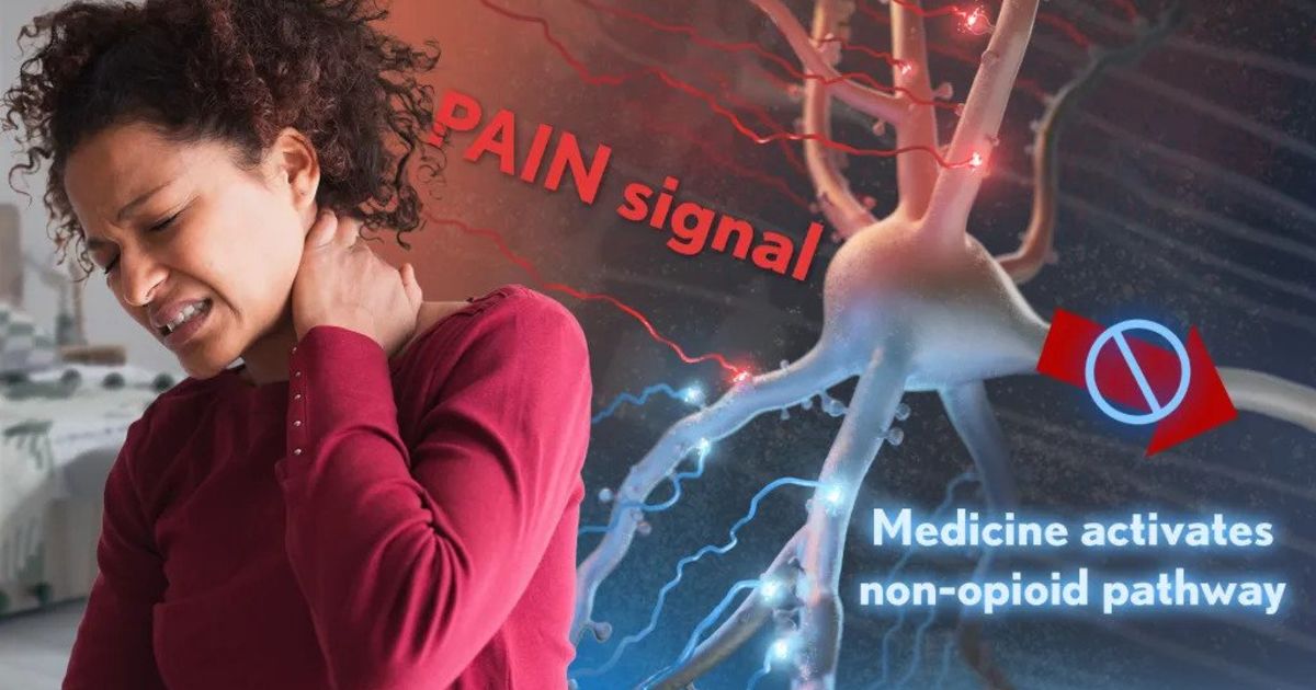 Pain circuit discovery in the brain suggests promising alternative to ...