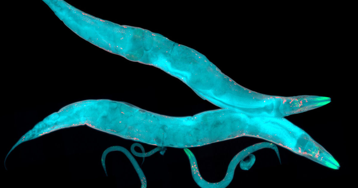 Motor neuron atlas maps a path to understanding adult-onset diseases of ...