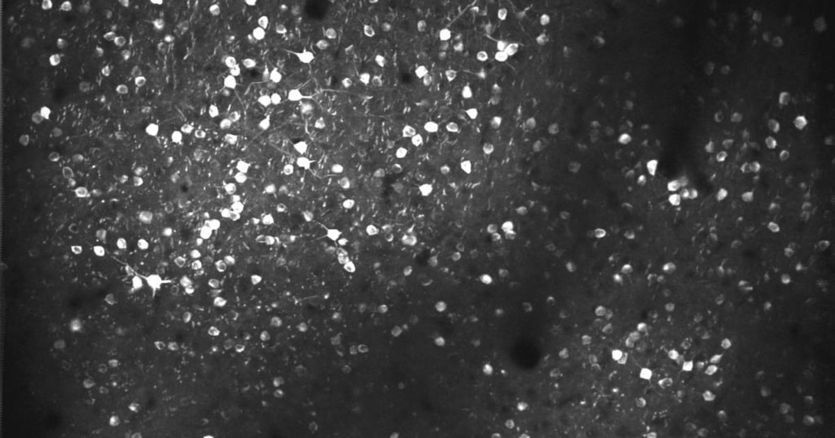 Neuroscientists create new algorithm for better decoding brain signals ...