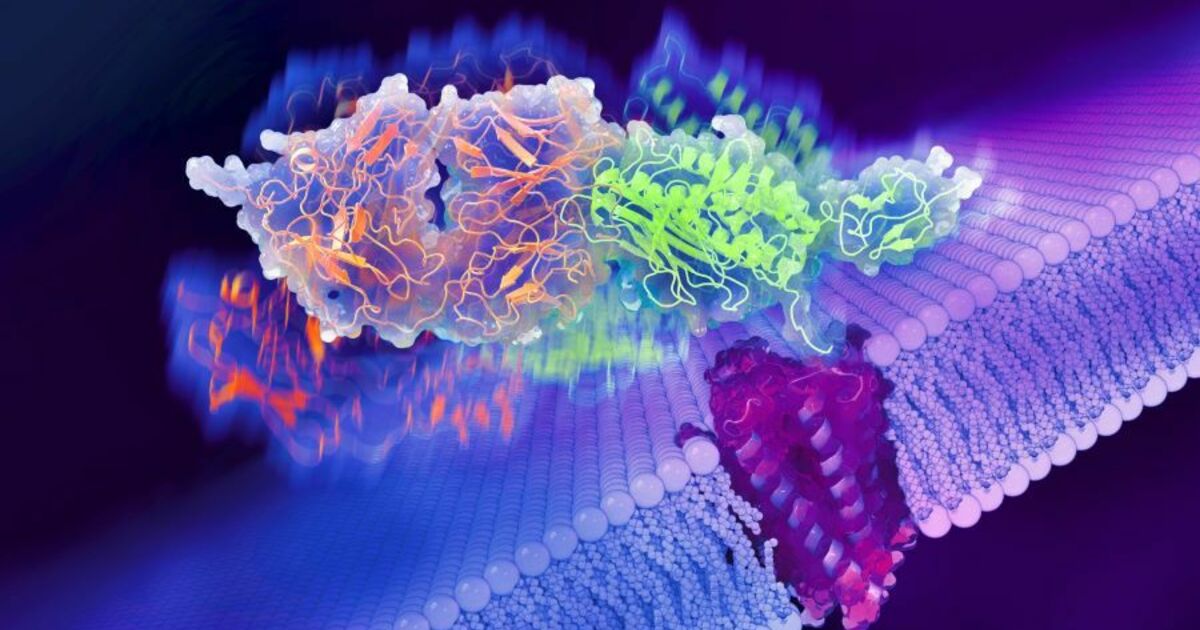 Images of crucial cell receptors show promising new drug targets | PhD ...