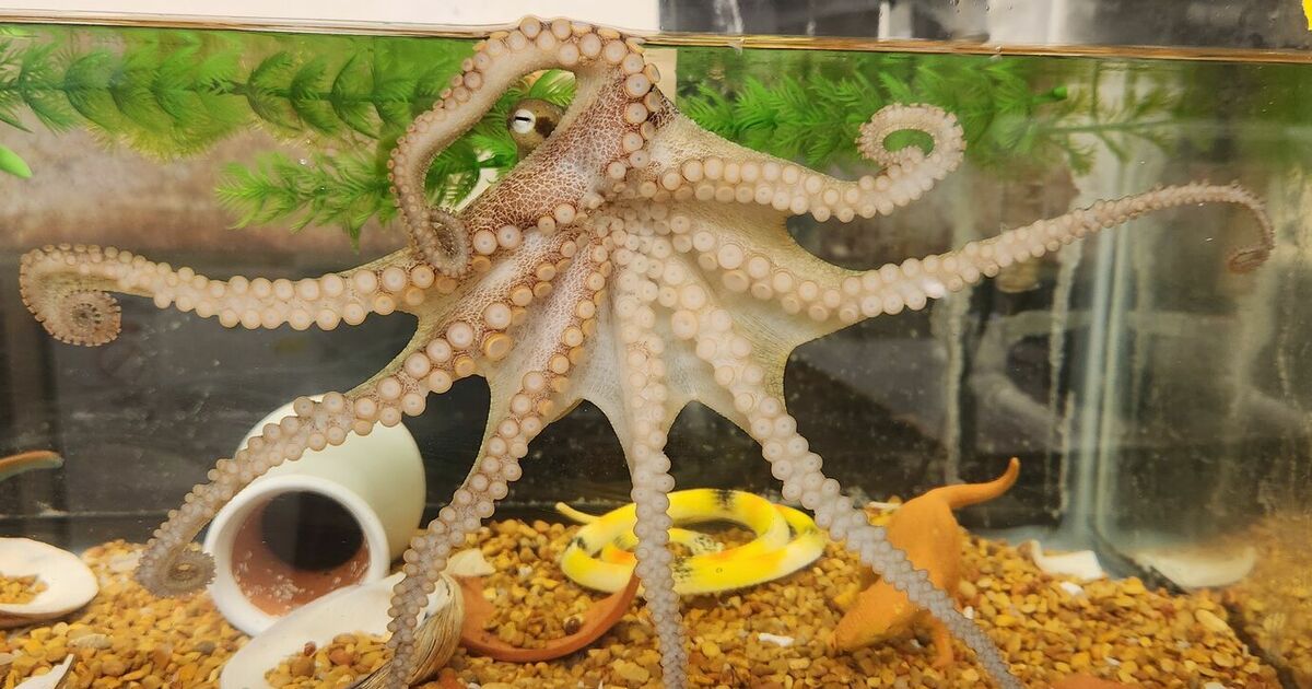 Octopus arms have segmented nervous systems to power extraordinary ...